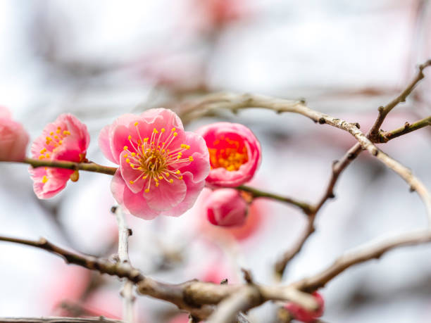 The red white plum is a congratulatory flower in Japan. | 高見石材｜お墓のお悩みお ...